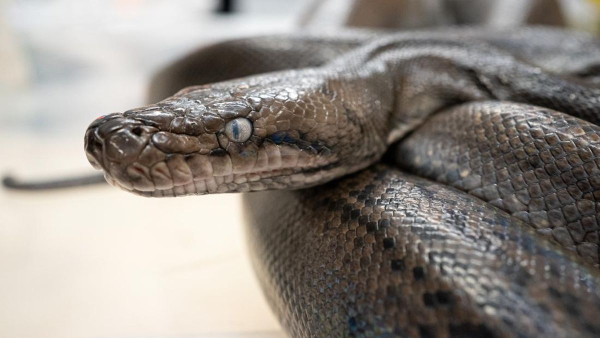 Selang Air Jadi Tempat Favorit, Delapan Hal Ini yang Bikin Ular Betah ...